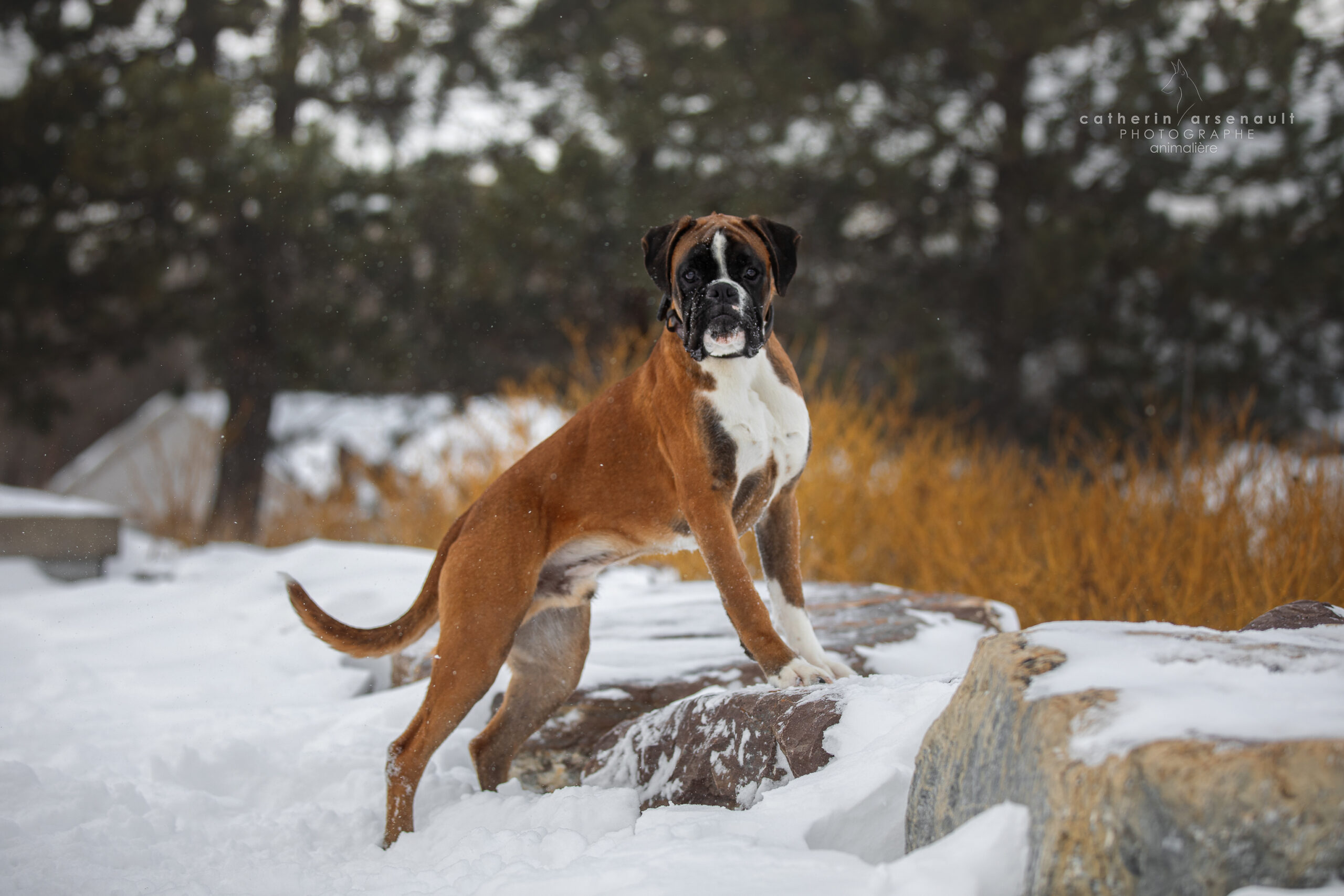 Lyric Worldwide Dream - Celoska Boxers